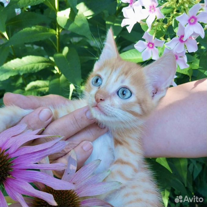 Красивый мальчик (2 мес.)