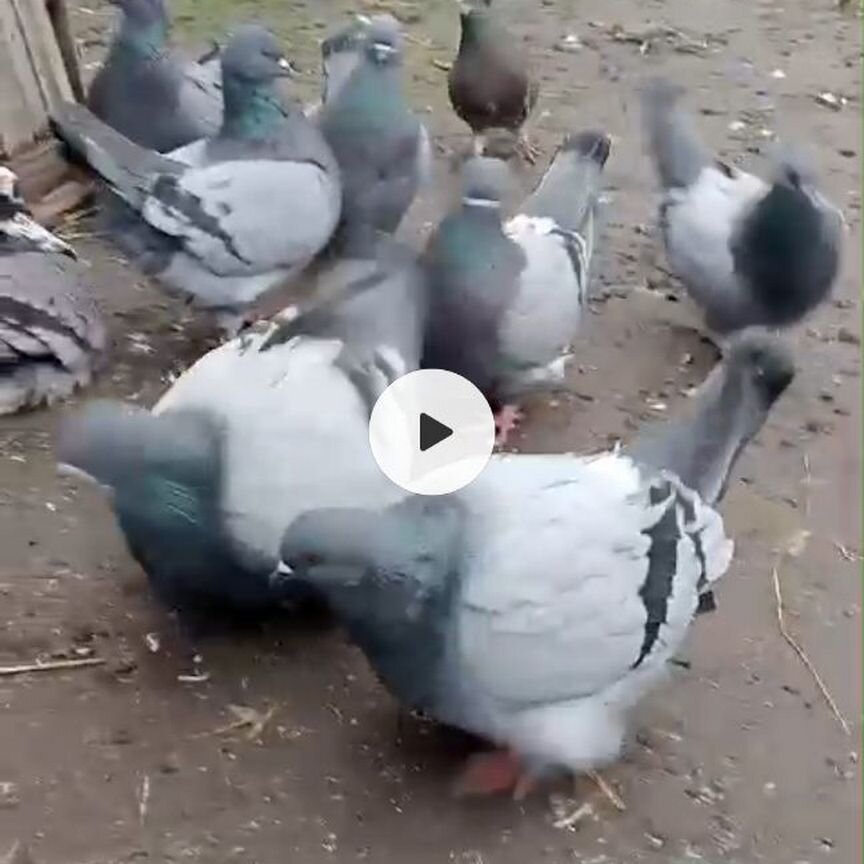 Голуби модеины