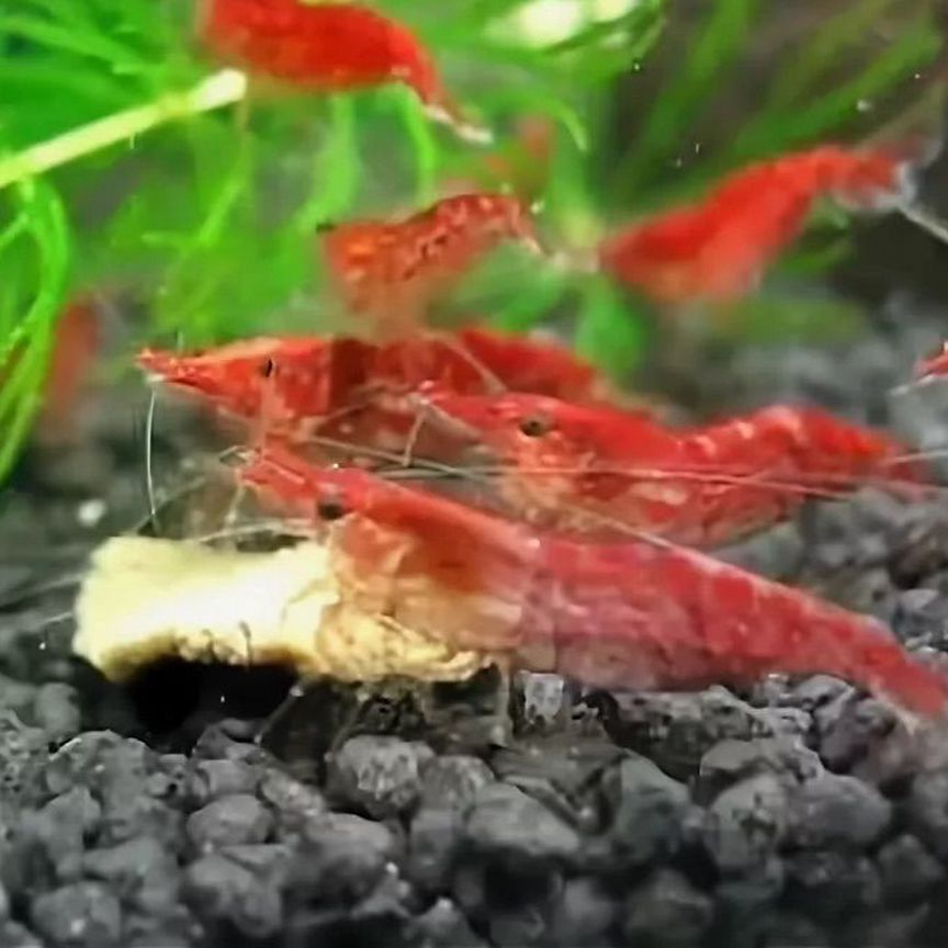 Аквариумные креветки