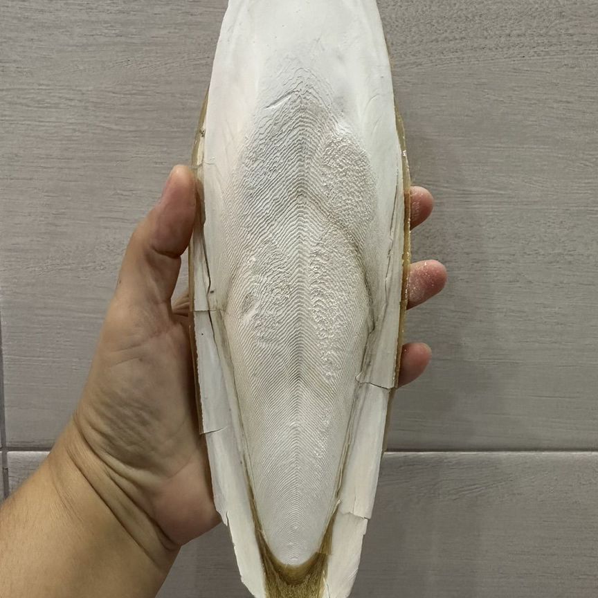 Сепия (панцирь каракатицы )