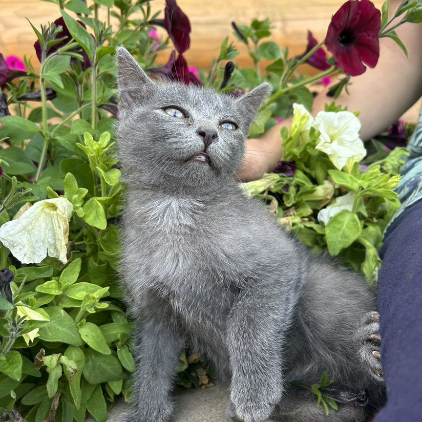 Котенок девочка бесплатно к туалету приучен