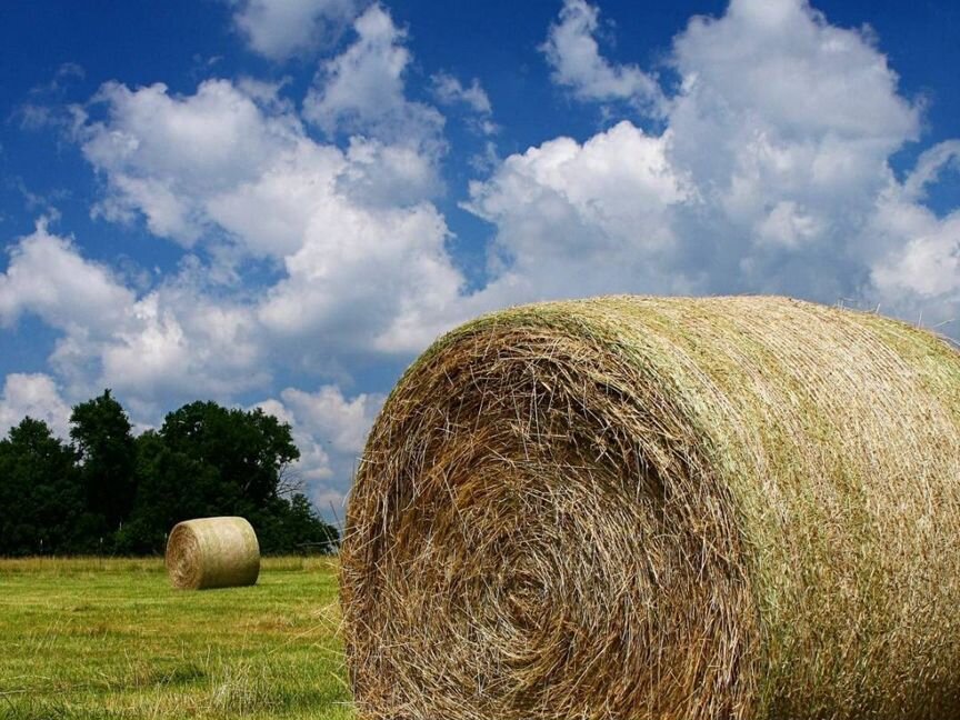 Продам сено в рулонах