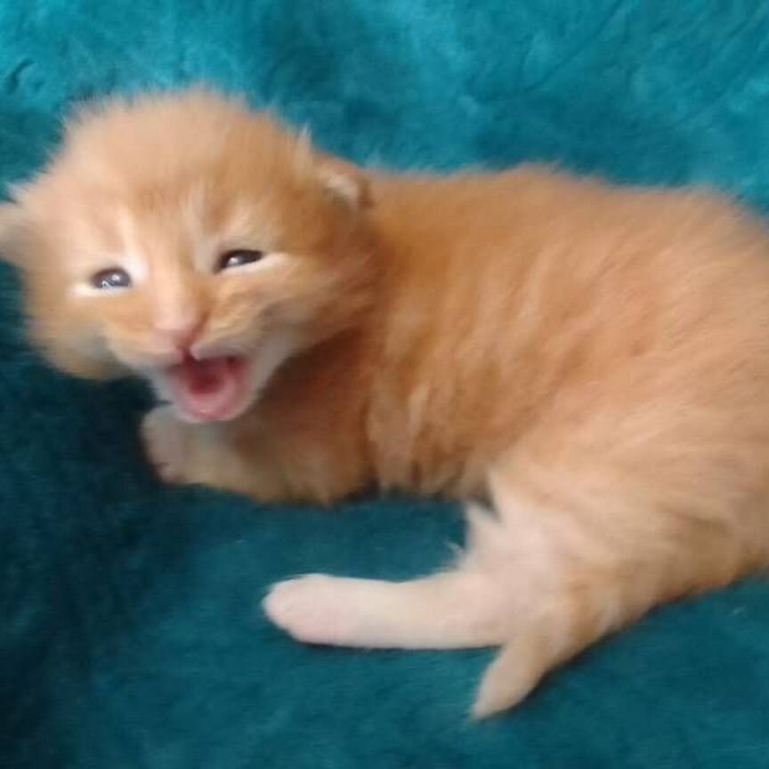 Породистые котята мейн-кун из питомника