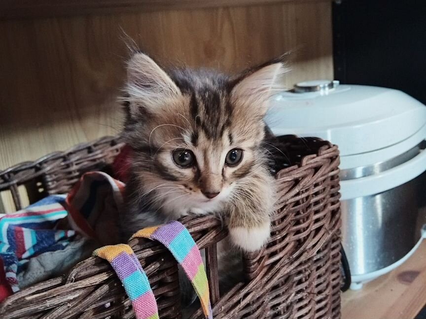 Котята метисы сибирской кошки