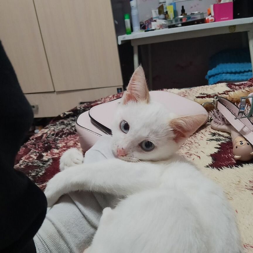 Отдам бесплатно сиамского котенка мальчик