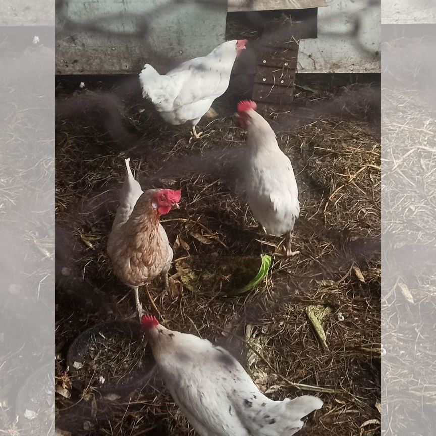 Курицы несушки
