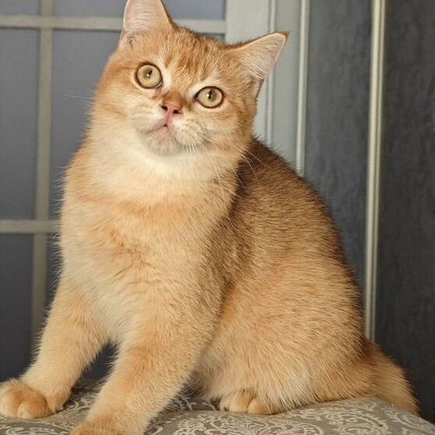 Шоколадный золотой шиншилла котик