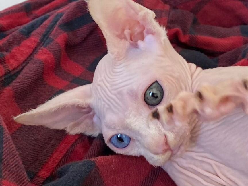 Разноглазый мальчик бамбино long