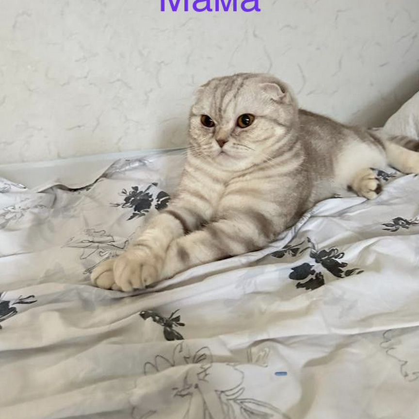 Шотландский вислоухий короткошёрстный котёнок