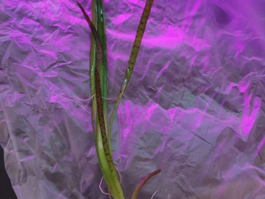 Валлиснерия тигровая