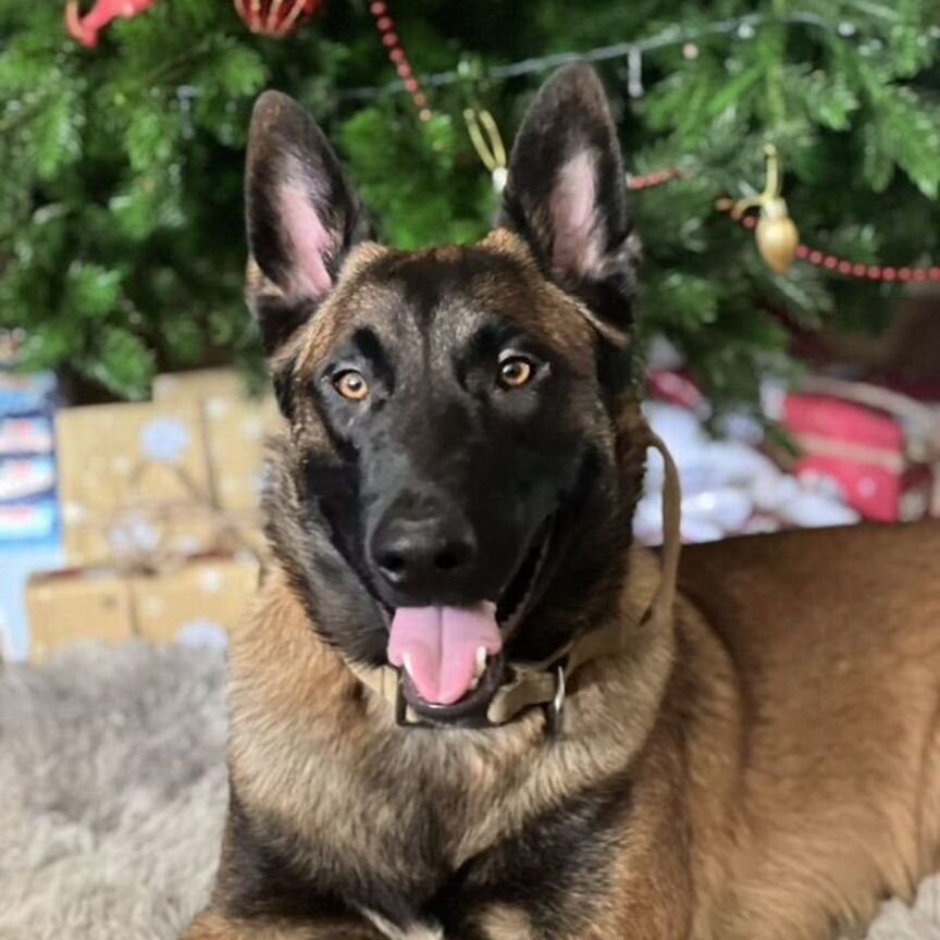 Продаются шенки бельгийской овчарки малинуа