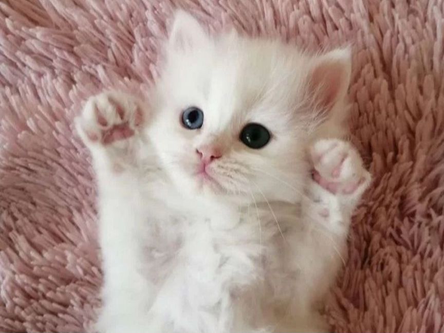 Мальчик Турецкая Ангора