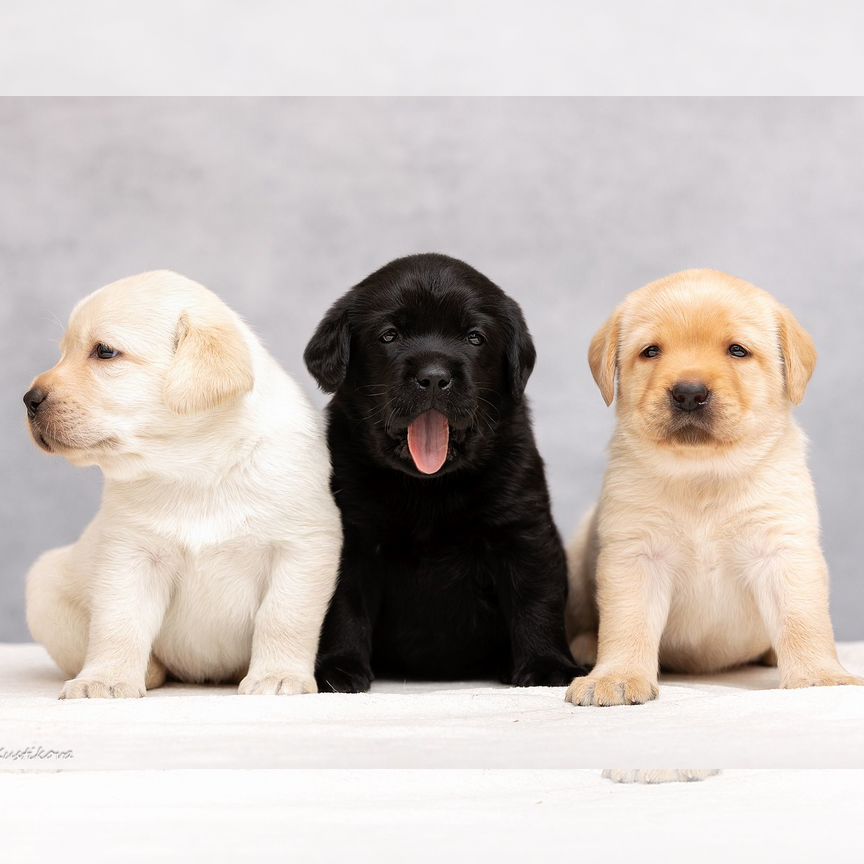Лабрадор-ретривер, щенок