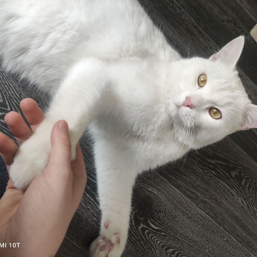 Красивый белый кот Йоль