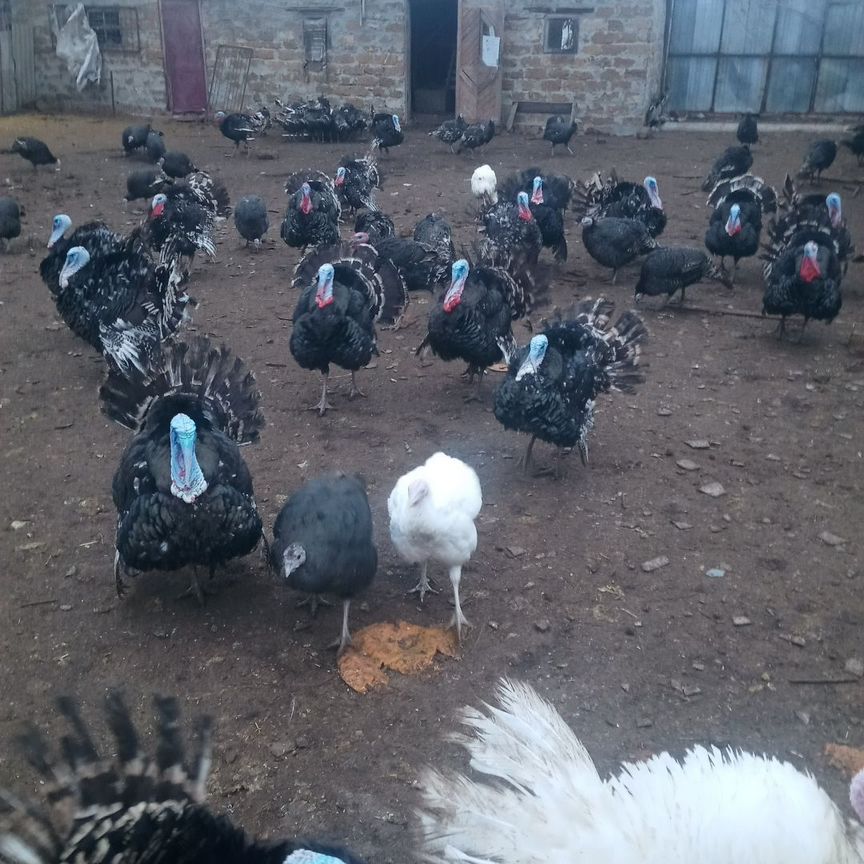 Продаю индюки и индюшки