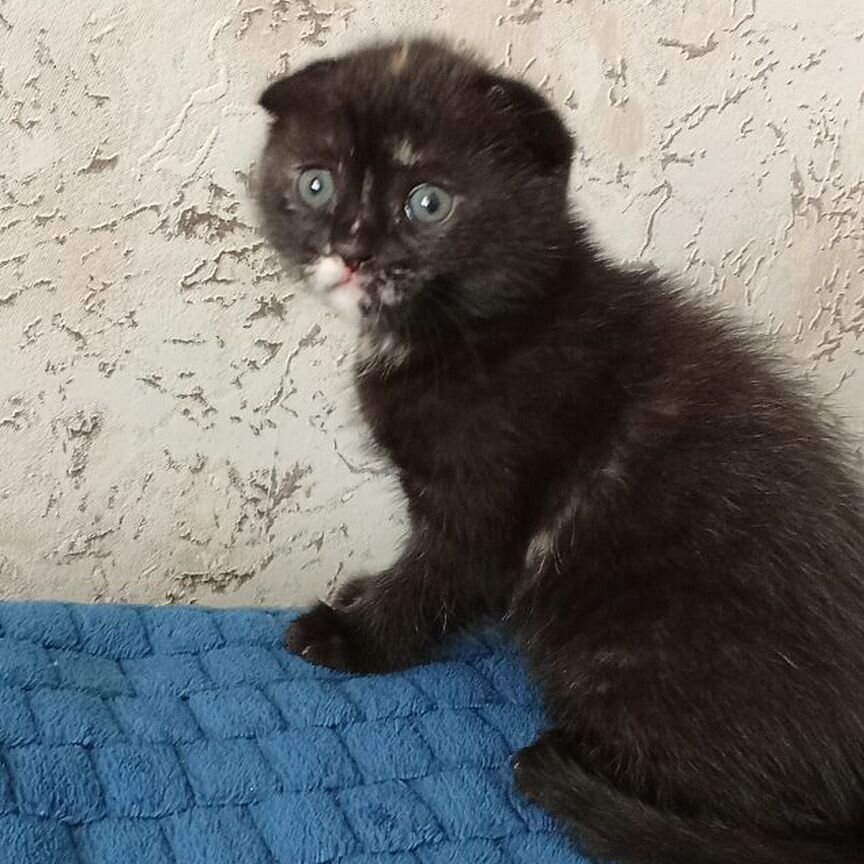 Вислоухие котята