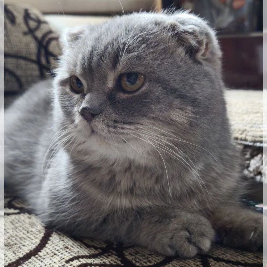 Шотландский вислоухий короткошёрстный, взрослый кот