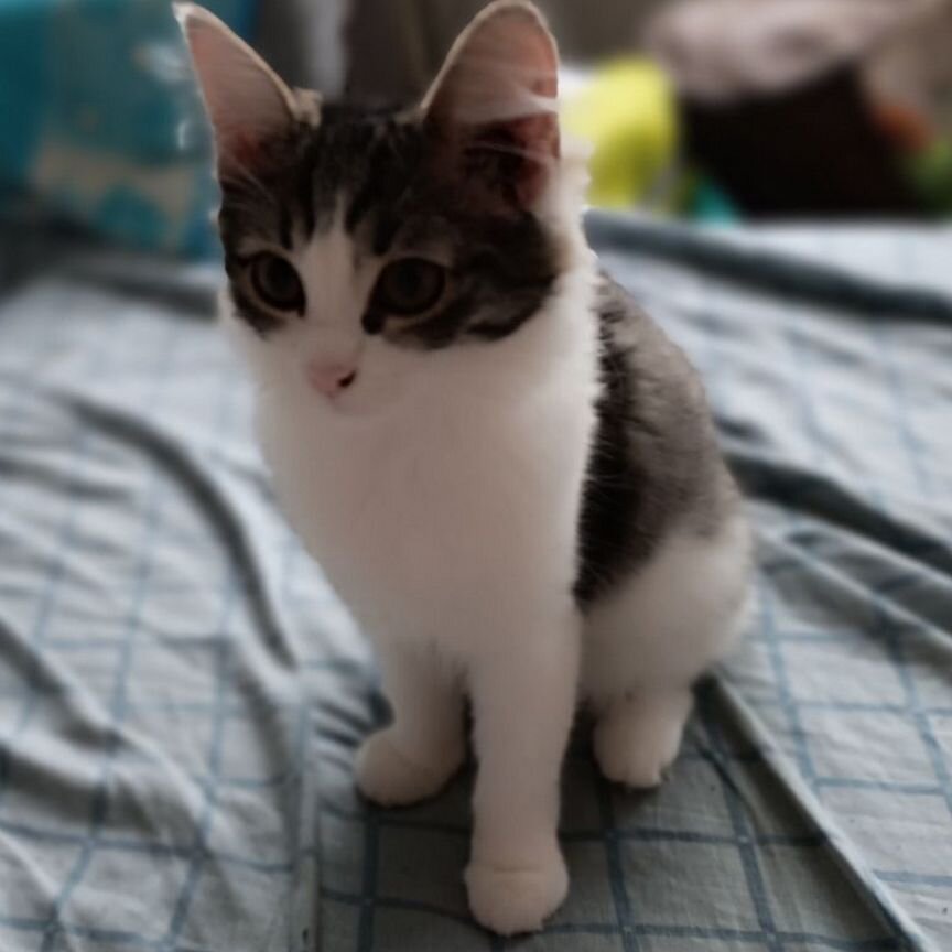 Отдам бесплатно котика