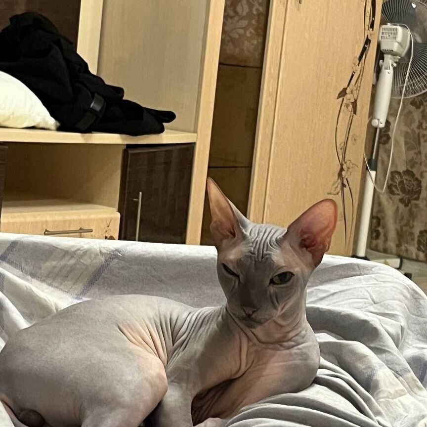 Сфинкс мальчик вязка