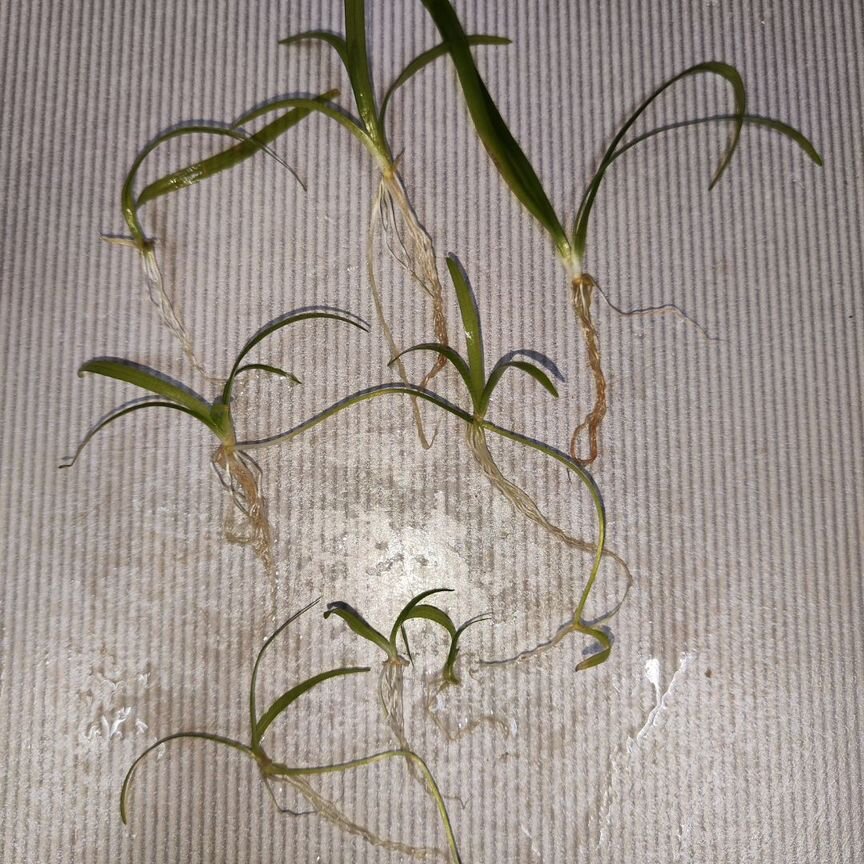 Аквариумная прополка, улитки