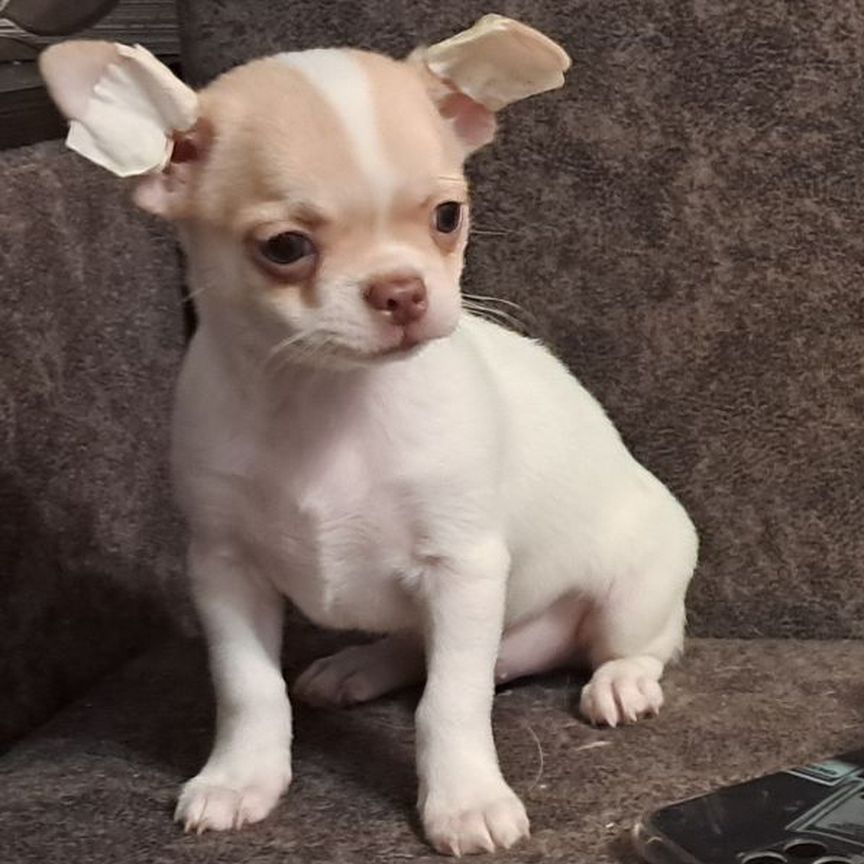 Чихуахуа, щенок