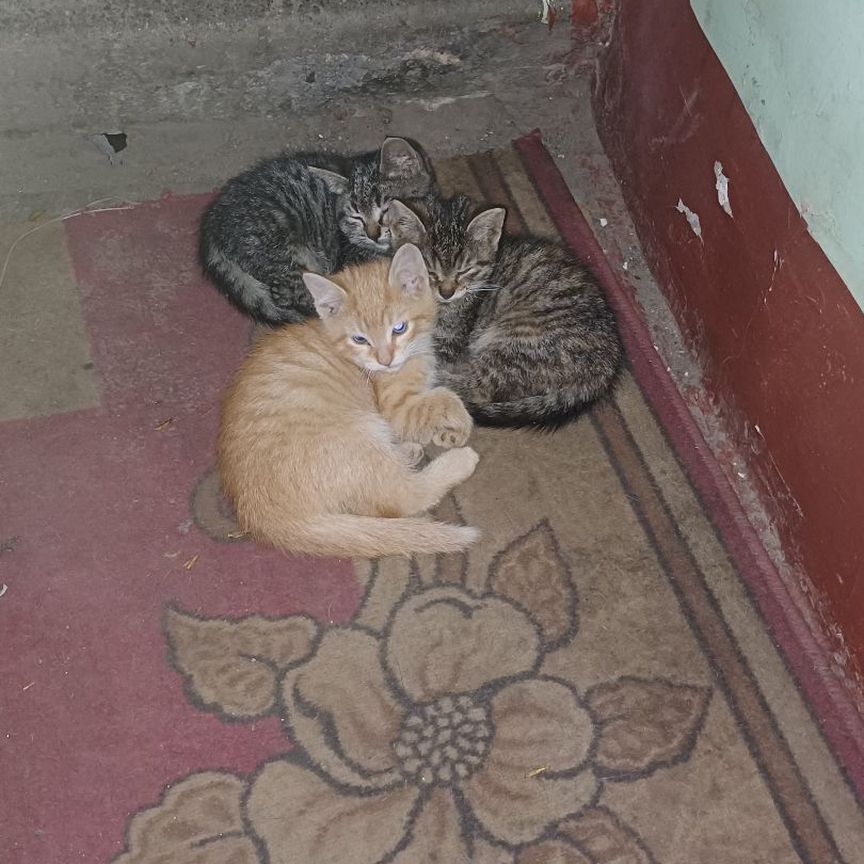 3 маленьких сладких, котят