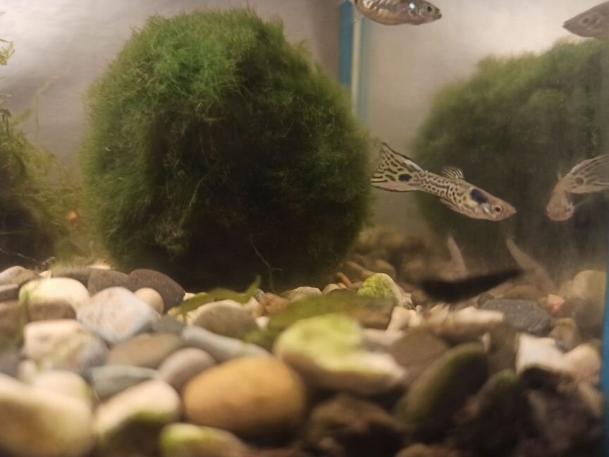 Гуппи помесь тигра
