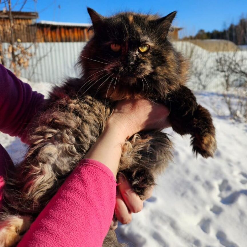 Кошка ищет дом