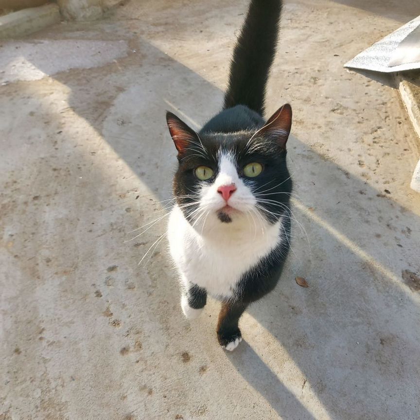 Кошечка