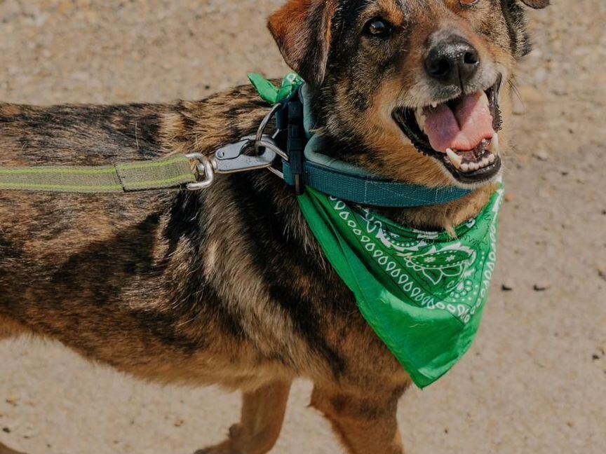 Квартирная собака в добрые руки