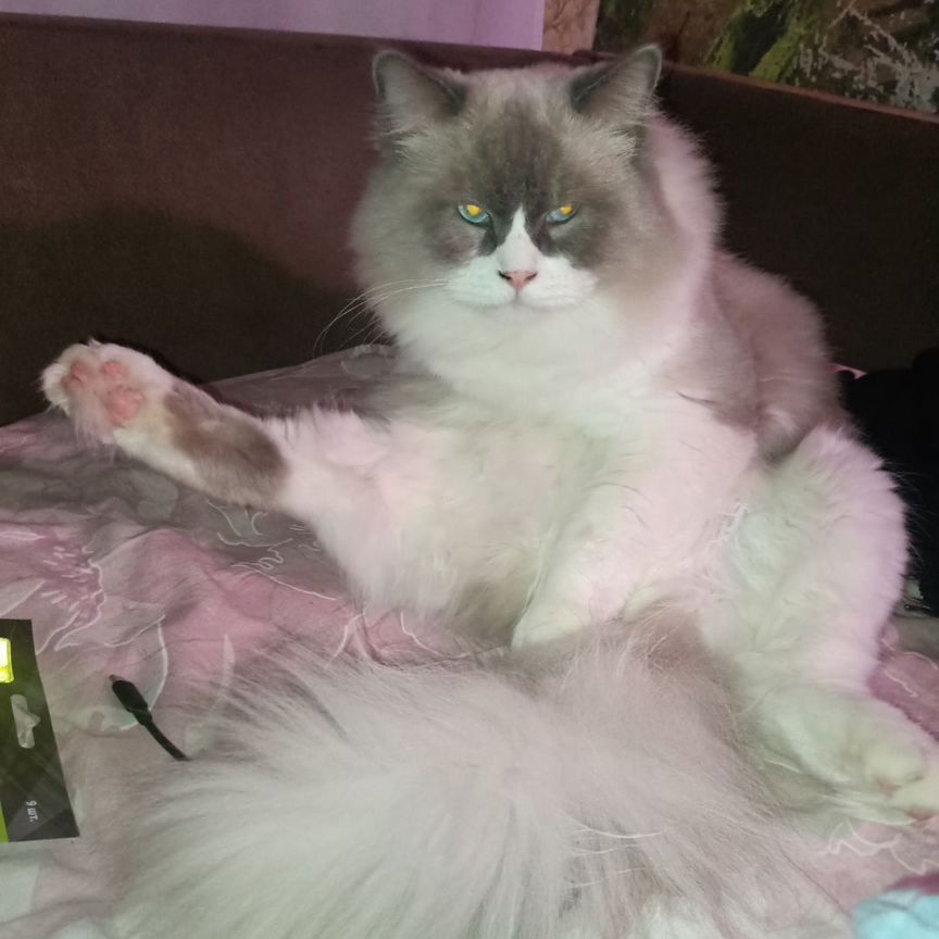 Кот в разведение Регдолл