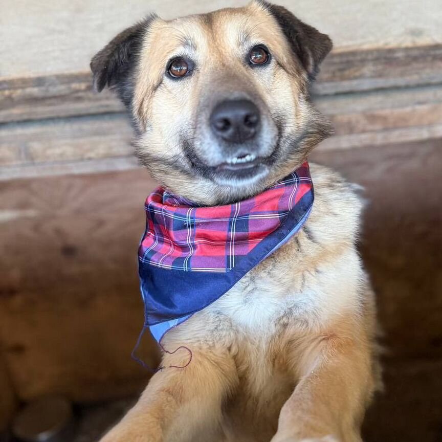 Взрослая собака в добрые руки