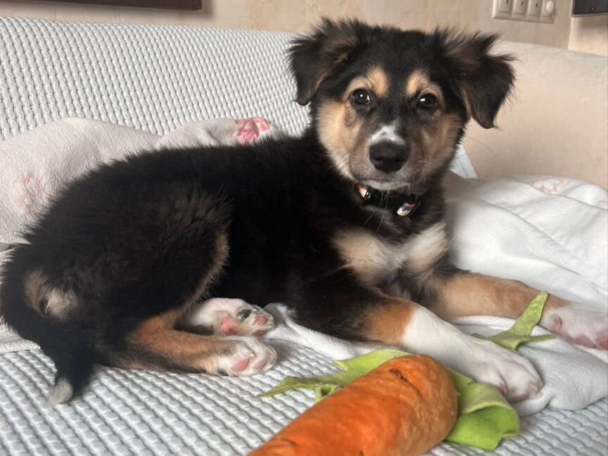 Щенок Санта в дар на Новый год