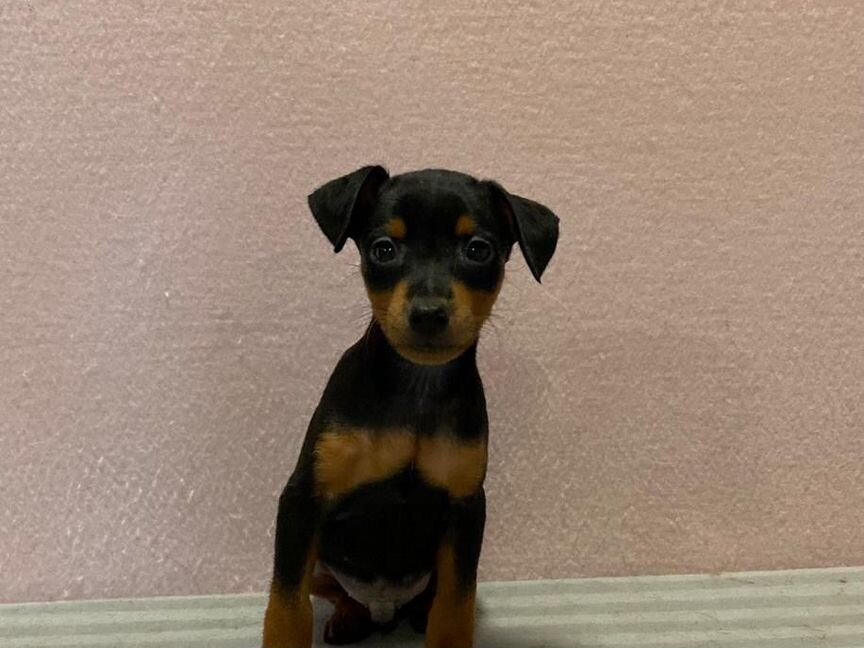 Щенки Цвергпинчера