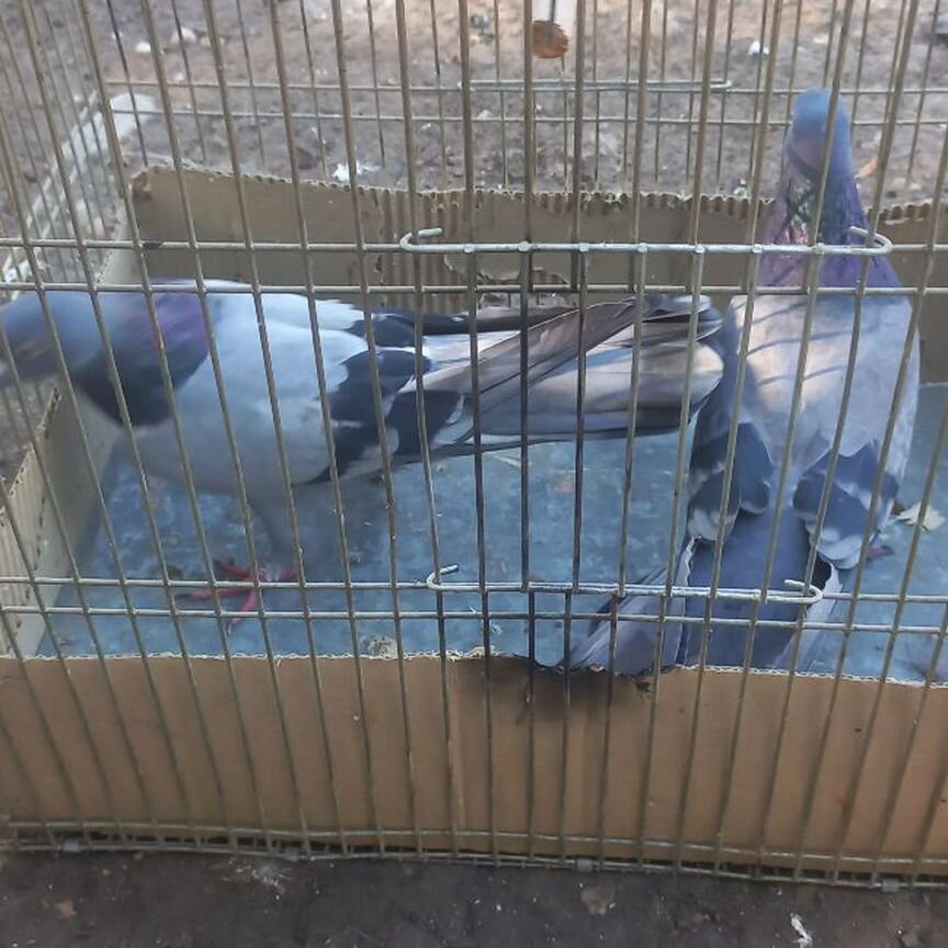 Голуби бакинские широкохвостые