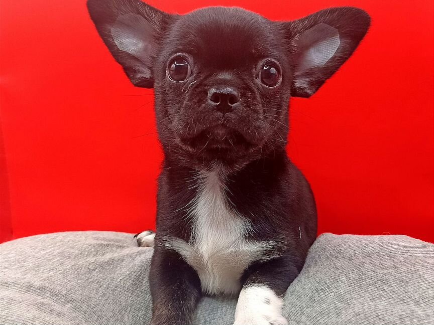 Мальчик чихуахуа Спайк