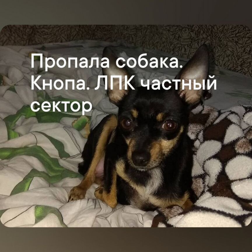 Собаки потеряшки