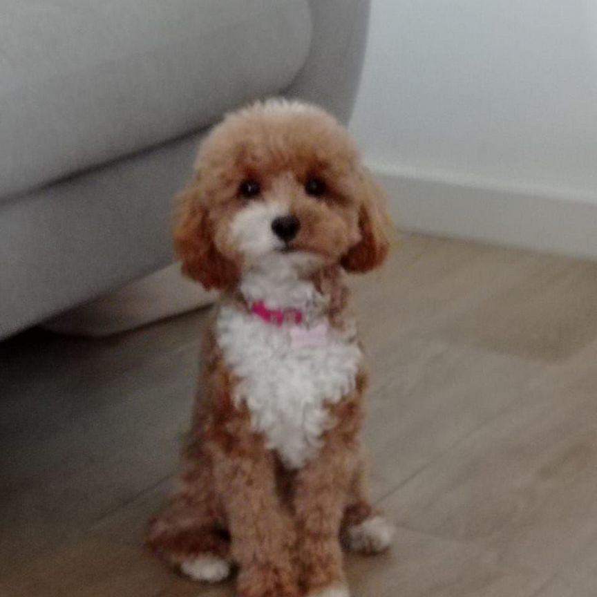 Потерялся той пудель