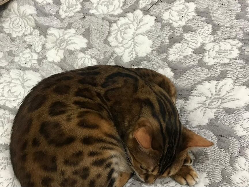 Отдам в добрые руки бенгальскую кошечку