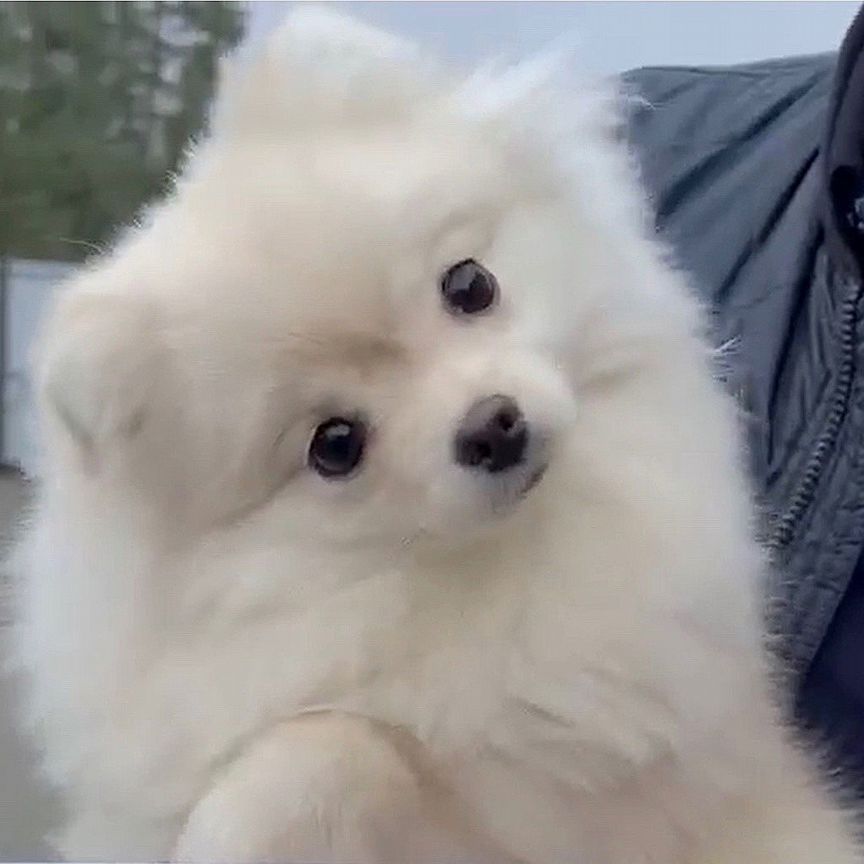 Померанский шпиц девочка