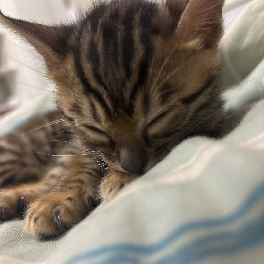 Продам котенка бенгала