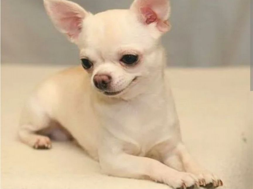 Чихуахуа мини девочка