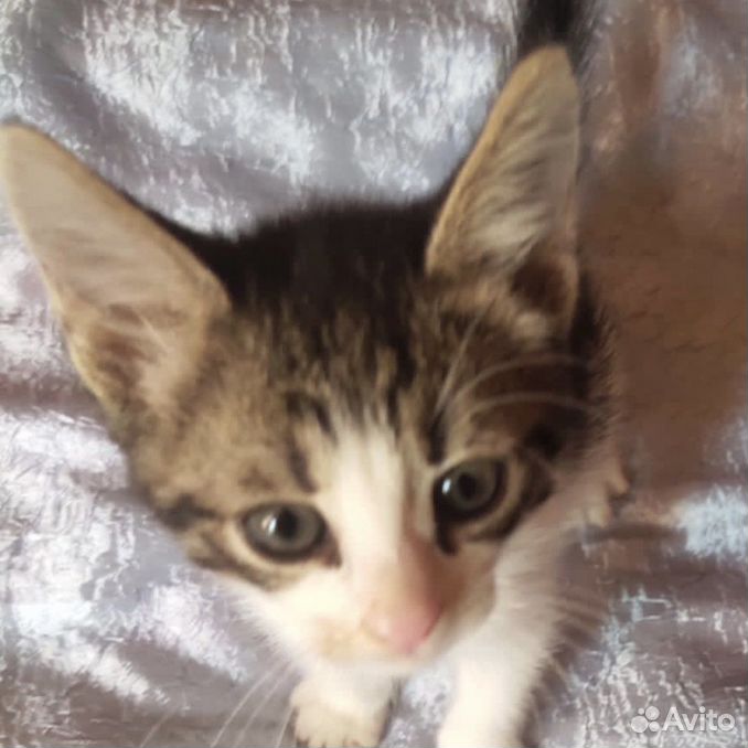 Удивительный котёнок ищет дом