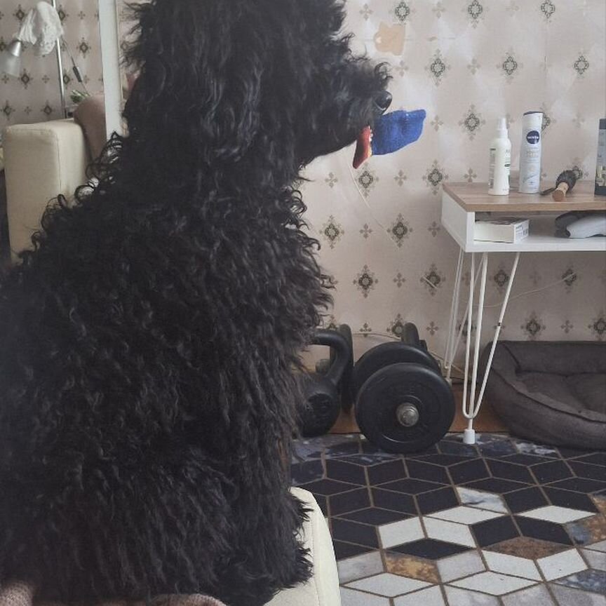 Продам той пуделя