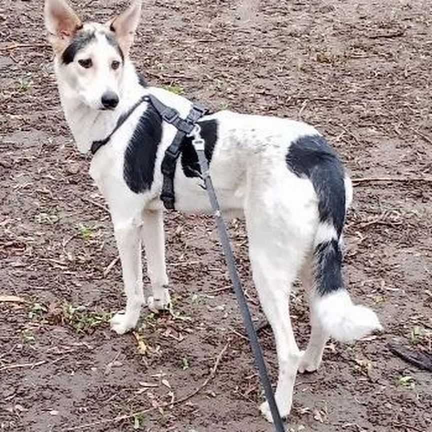 Взрослая собака в добрые руки