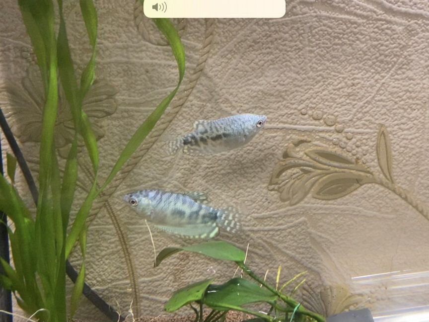 Рыбы цихлиды бесплатно