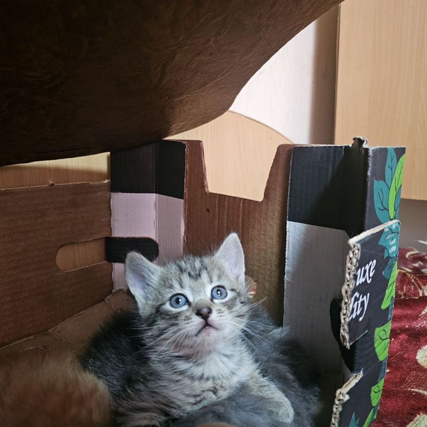 Отдам котят в добрые руки