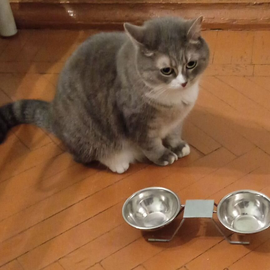 Миска для кошек двойная из нержавеющей стало