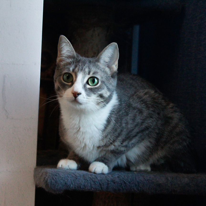 Нежная Ромашечка очень хочет стать домашней