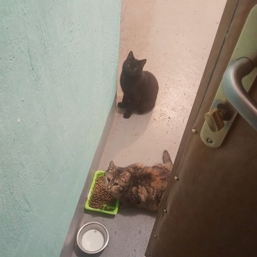 Отдам бесплатно. Котята